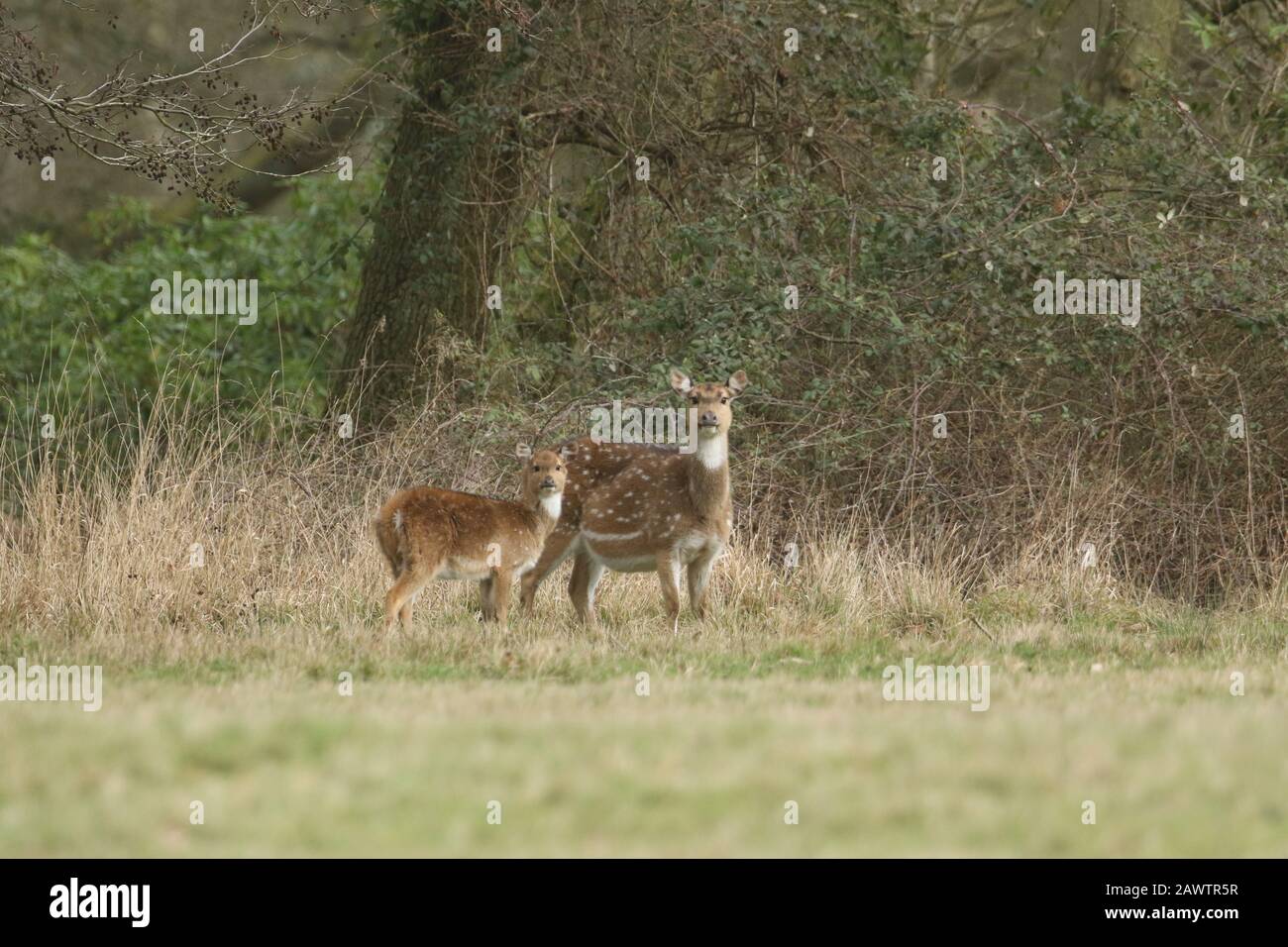 A beautiful female Axis Deer, Cervus axis, with her cute fawn feeding ...