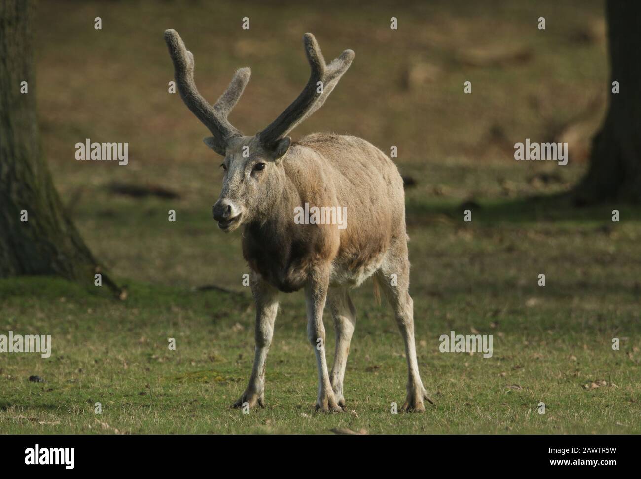 Milu deer hi-res stock photography and images - Alamy