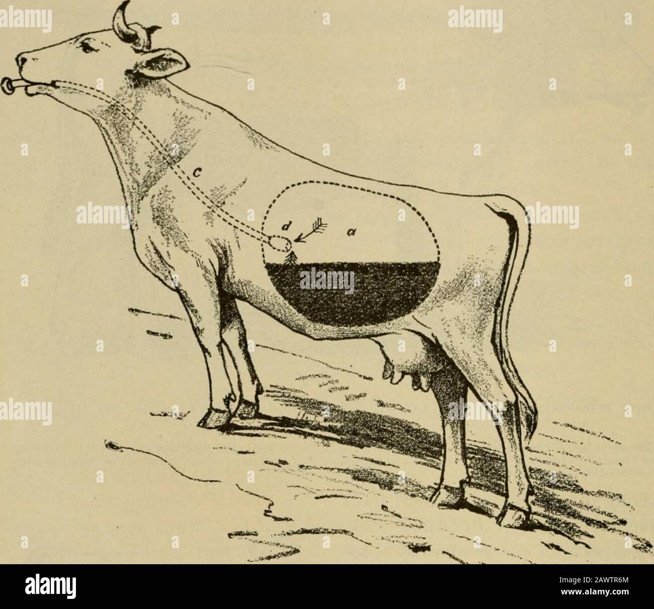 Bloated cattle hi-res stock photography and images - Alamy