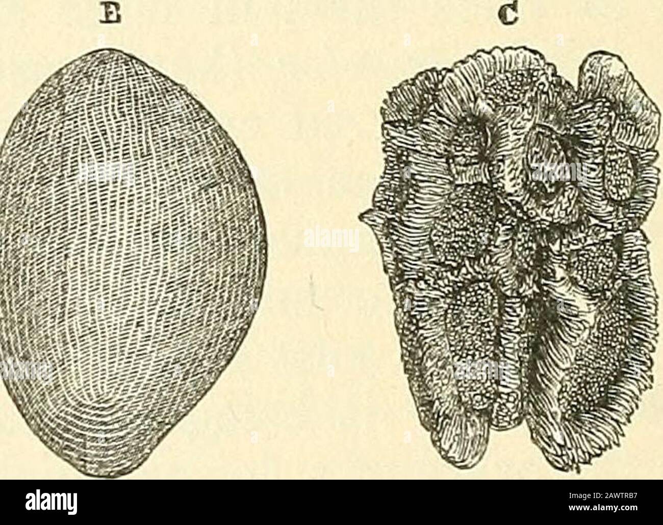 Phanerogamic plants hi-res stock photography and images - Alamy