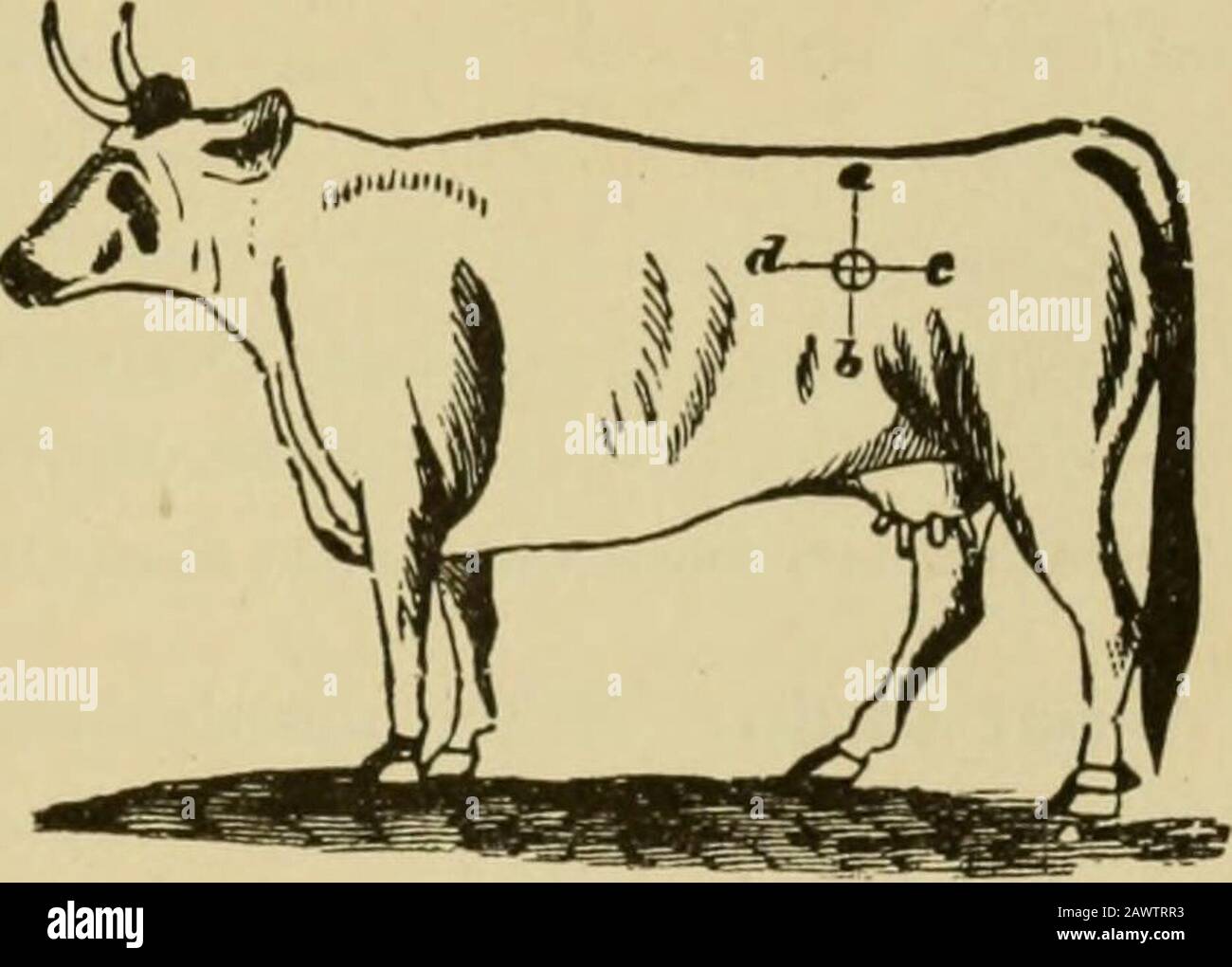 Live stock : a cyclopedia for the farmer and stock owner including the ...