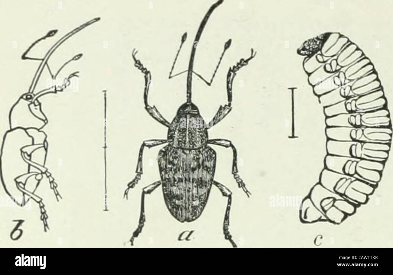 Economic entomology for the farmer and fruit-grower : and for use as a ...