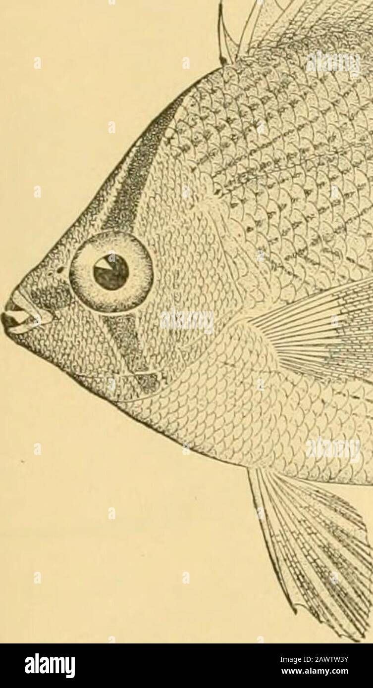 Fishes . of form. In this group the few dorsalspines are closely ...