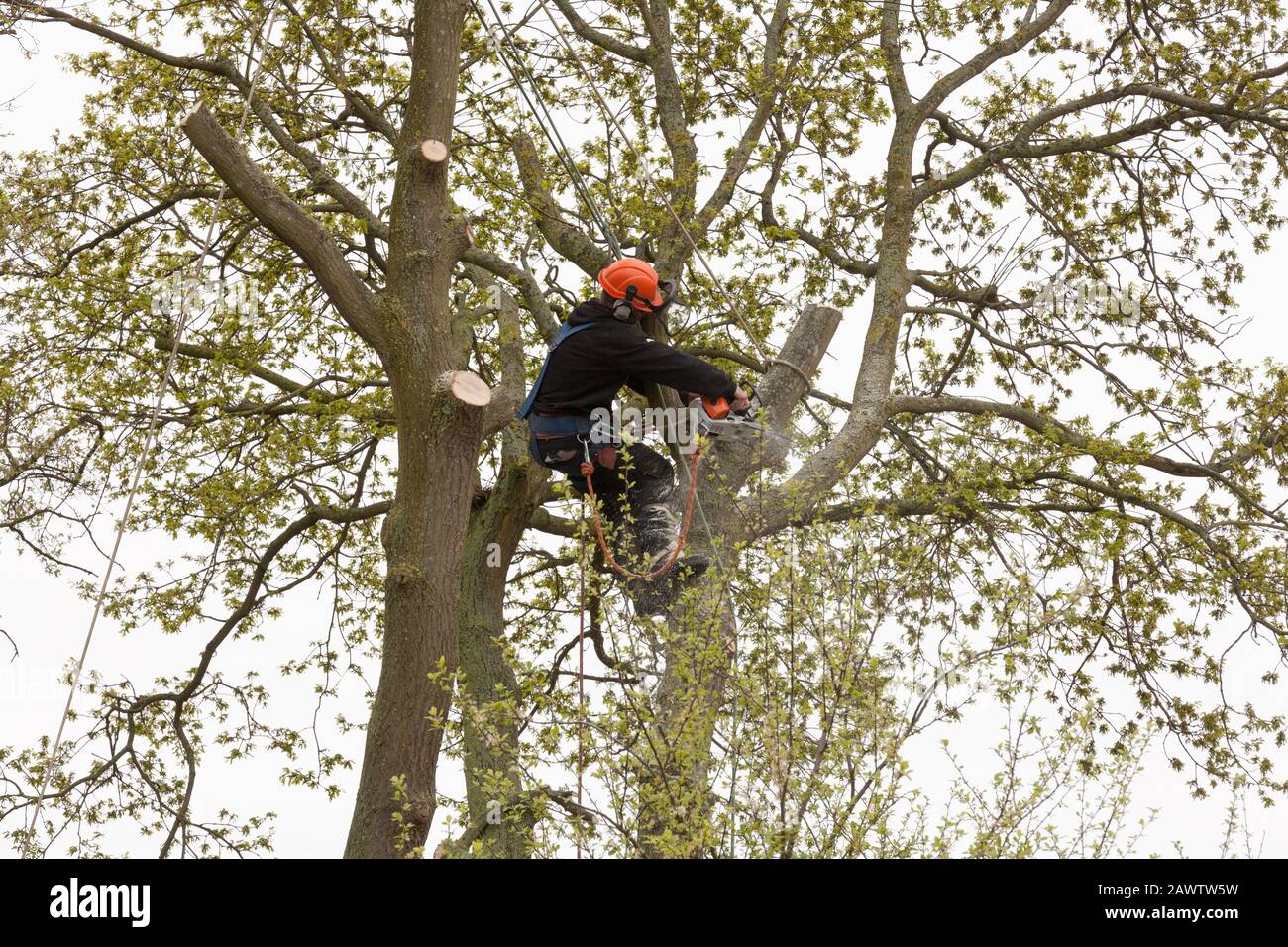 Tree surgery tools hi-res stock photography and images - Alamy