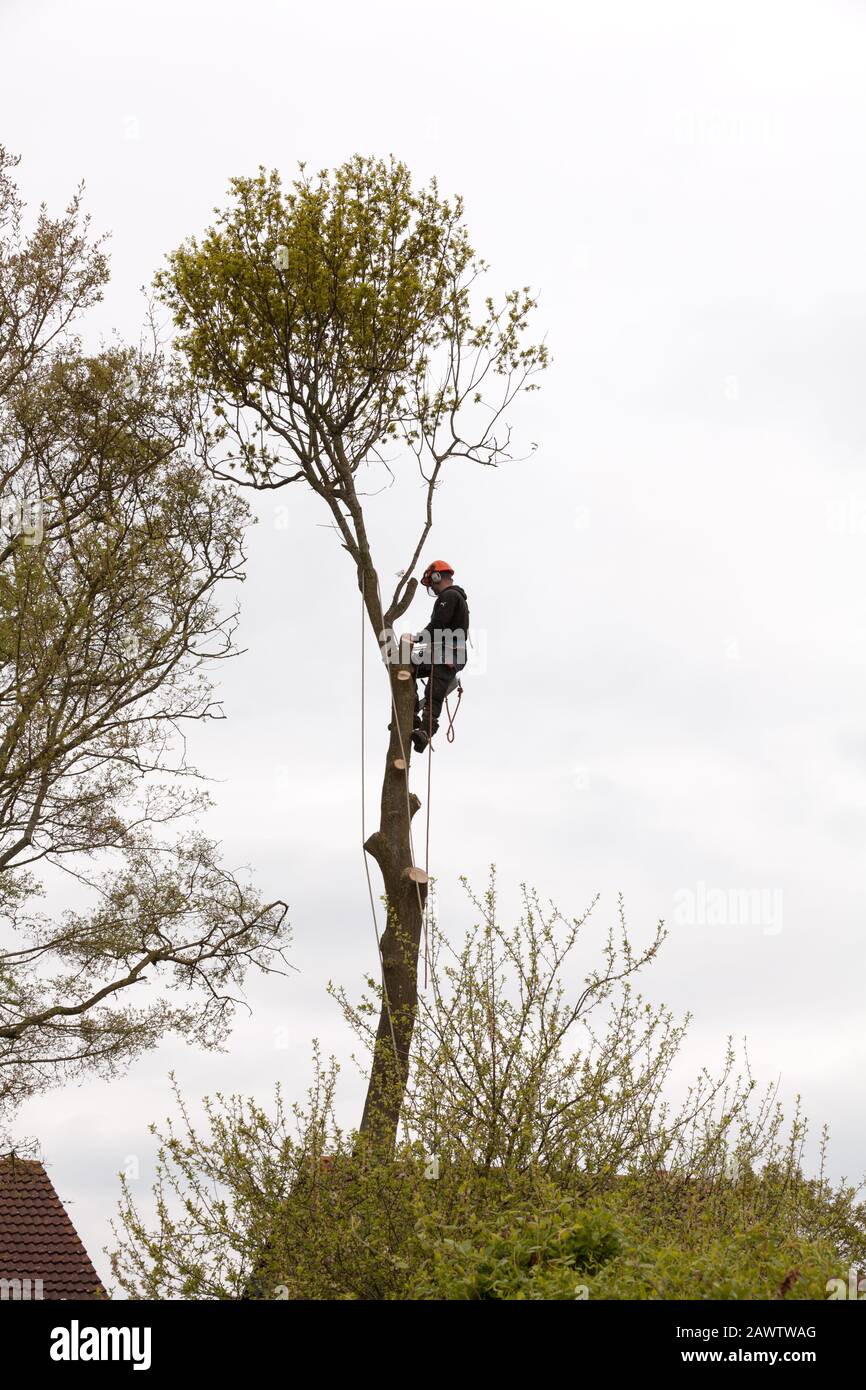 Tree surgery tools hi-res stock photography and images - Alamy