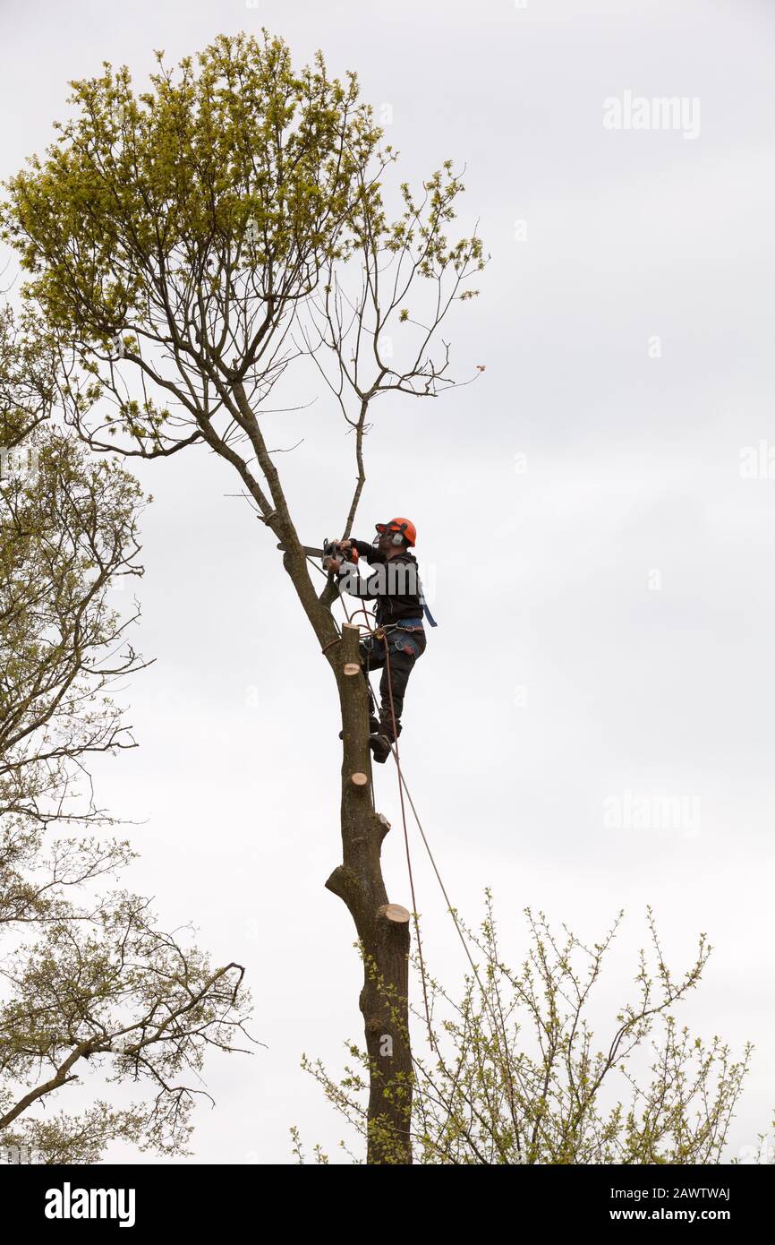 Chainsawing trees hi-res stock photography and images - Alamy