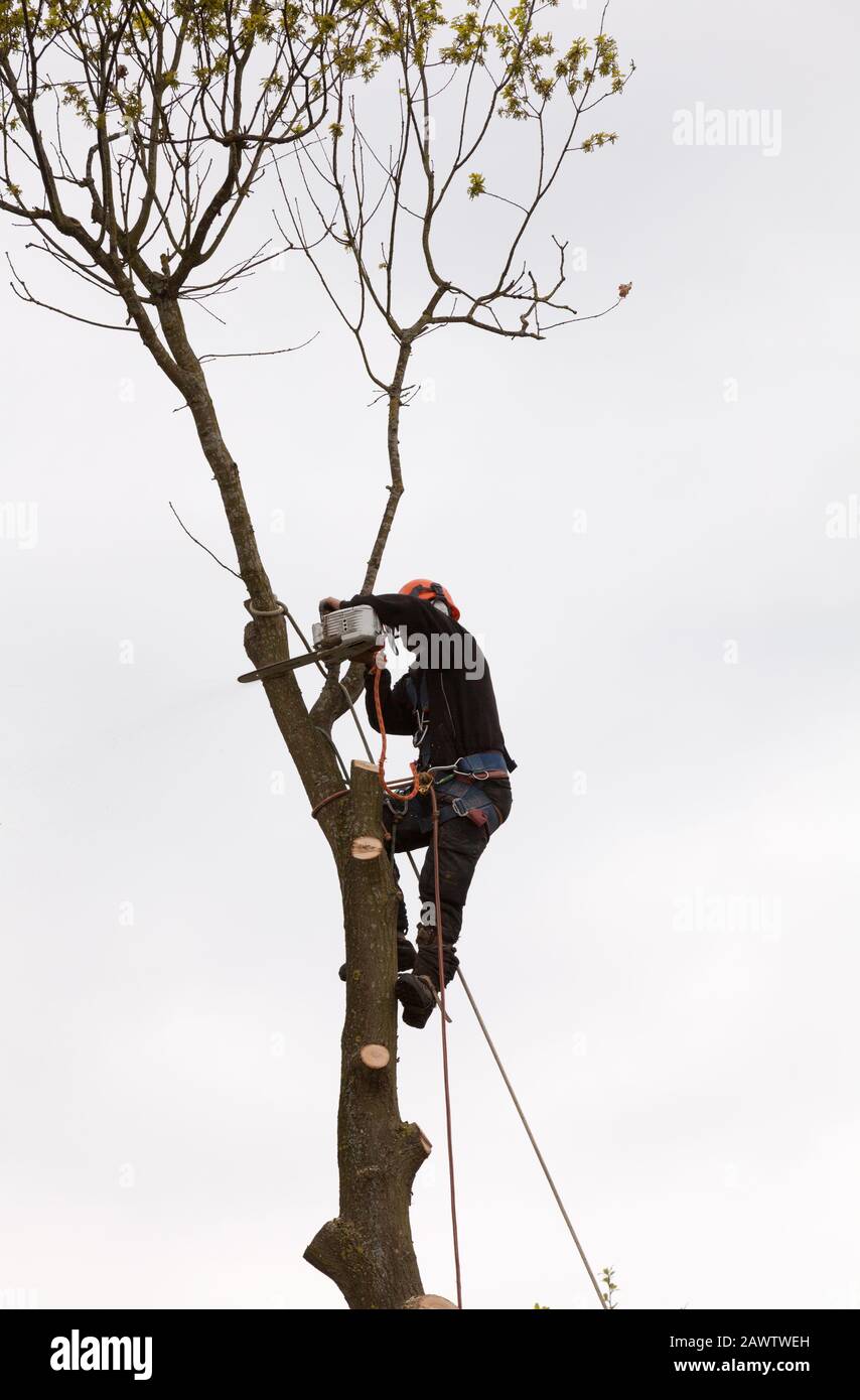 Tree surgery tools hi-res stock photography and images - Alamy