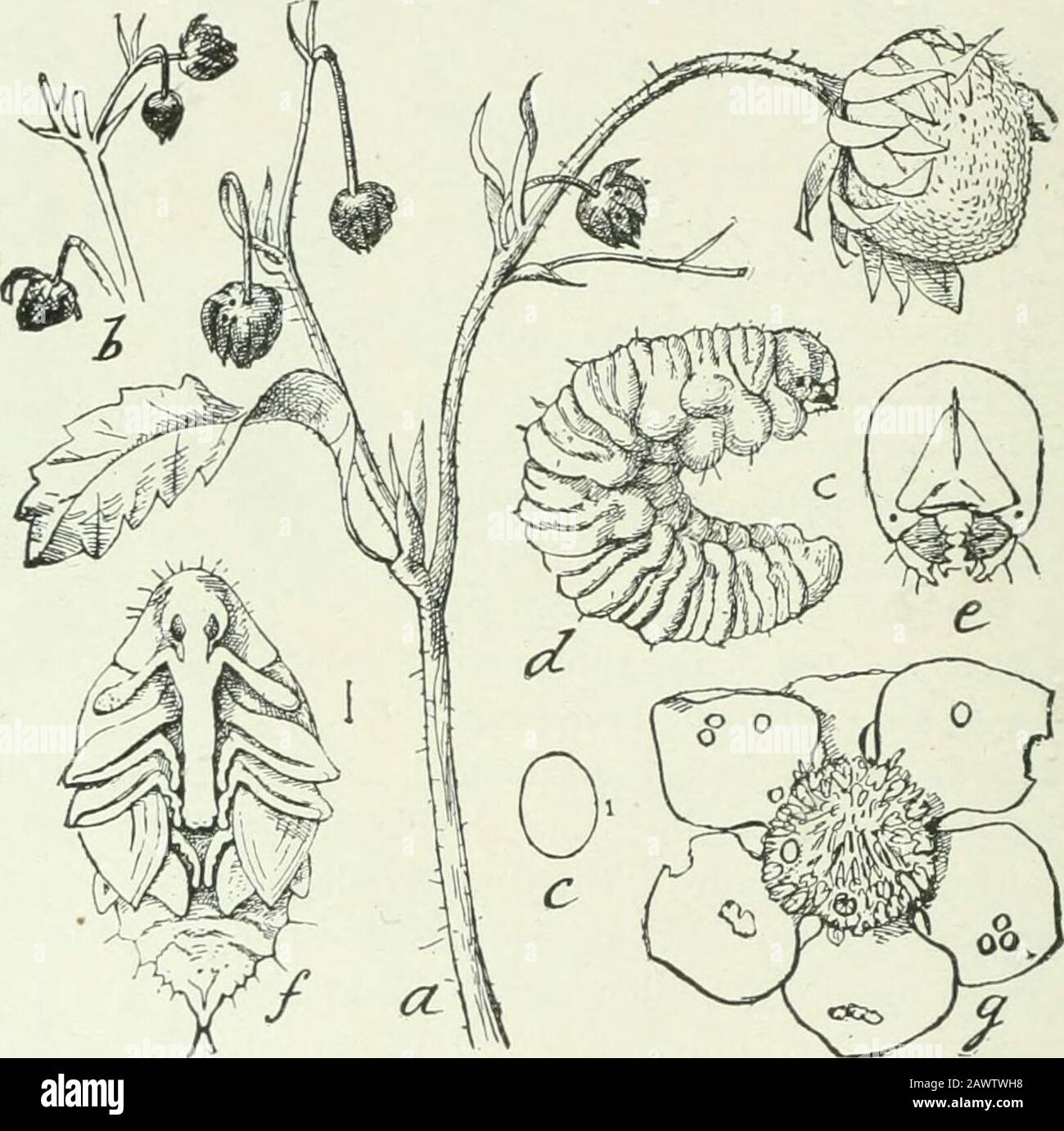 Genus anthonomus hi-res stock photography and images - Alamy