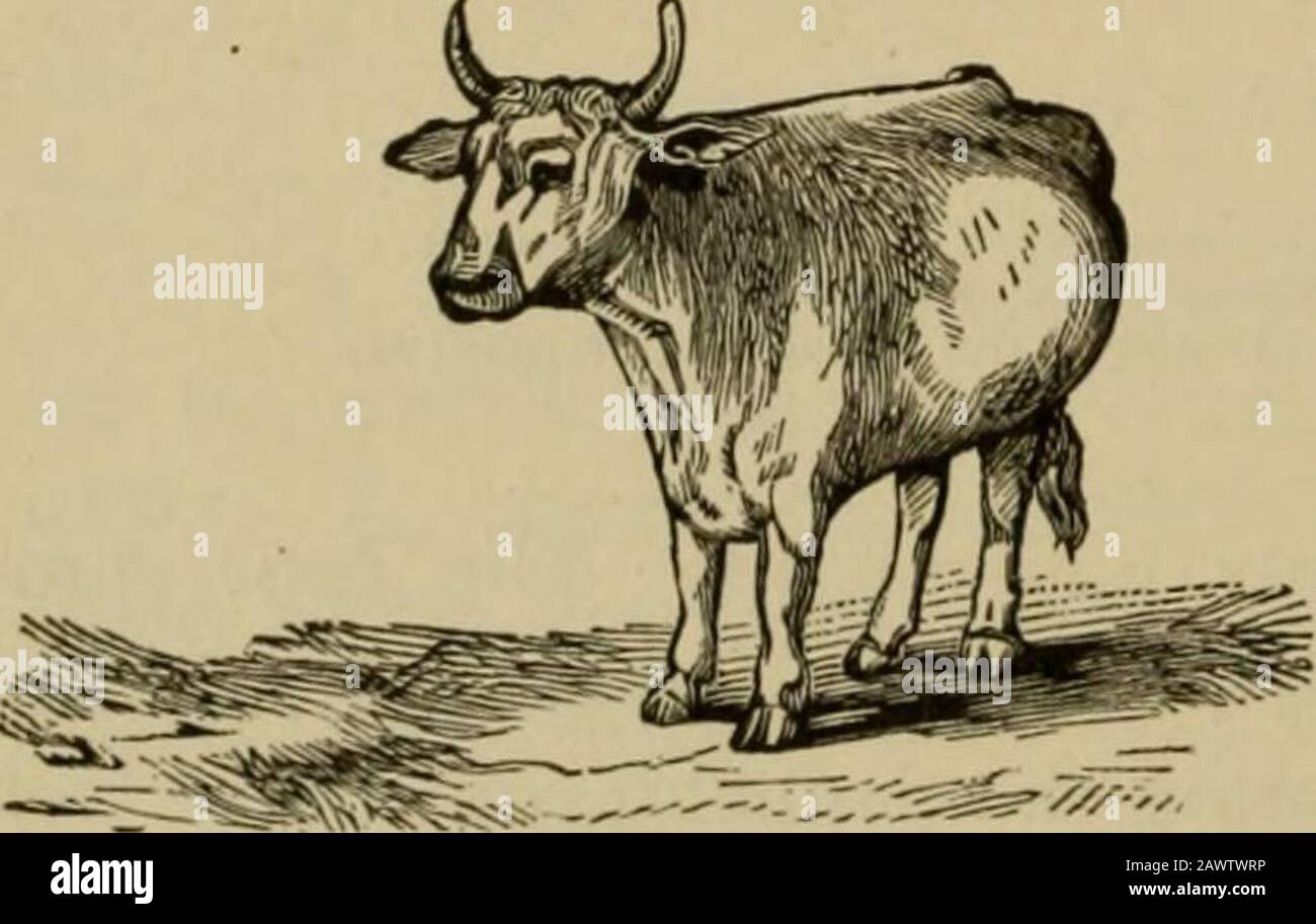 Rumen cow hi-res stock photography and images - Alamy