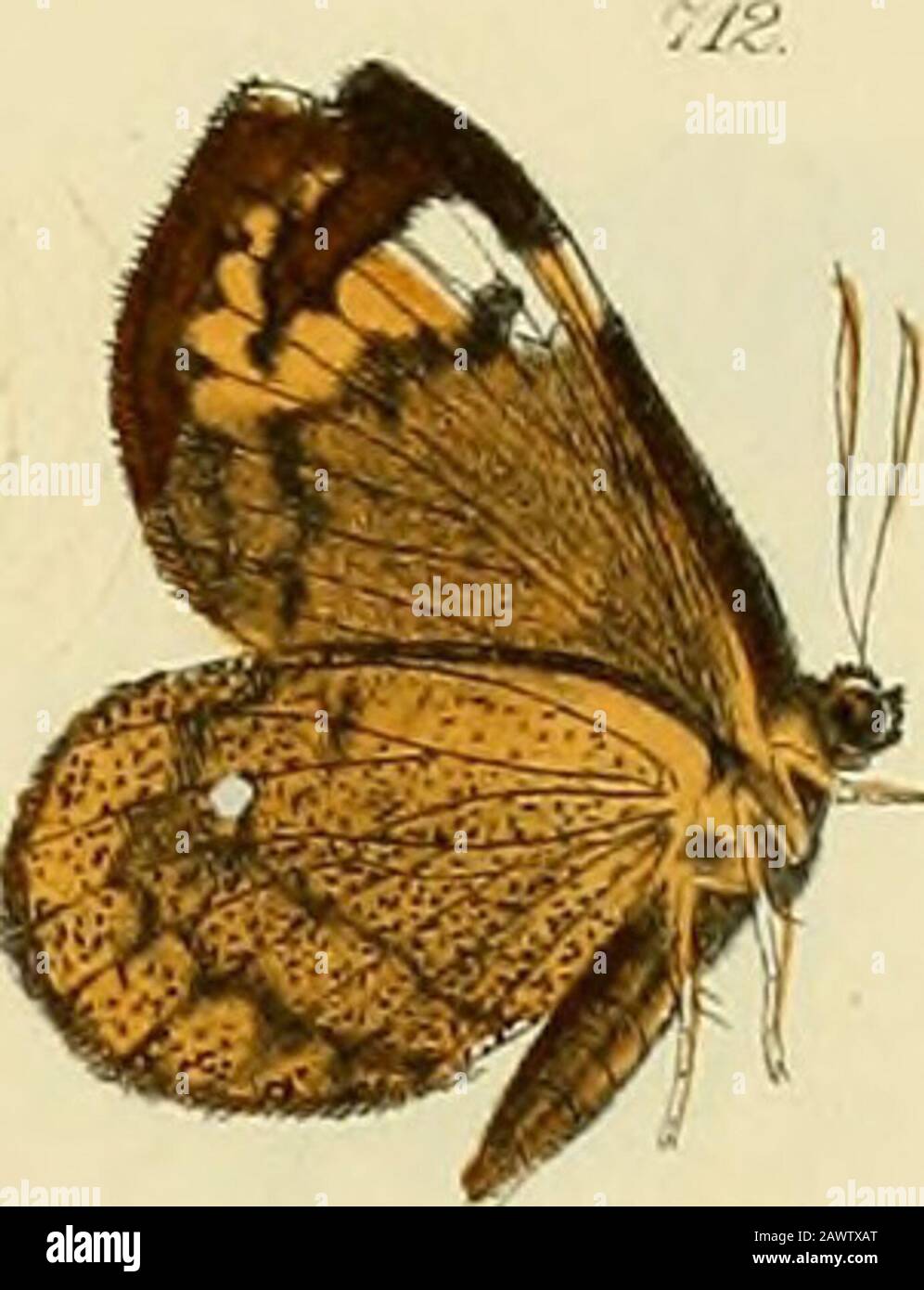 Zuträge zur Sammlung exotischer Schmetterlinge : bestehend in ...