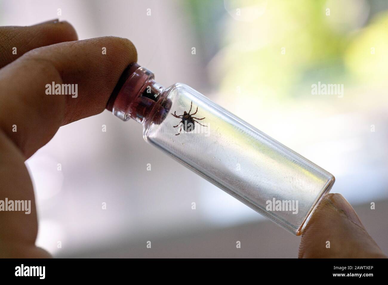 A man holds a test tube in his hands with a poisonous dangerous ixodid ...