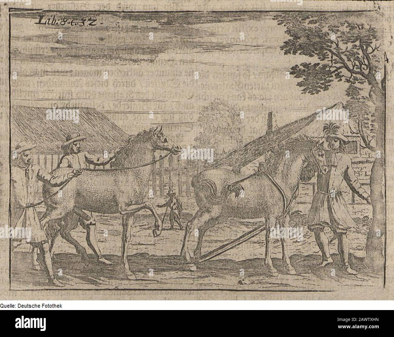 fortpflanzung-pferd-hi-res-stock-photography-and-images-alamy