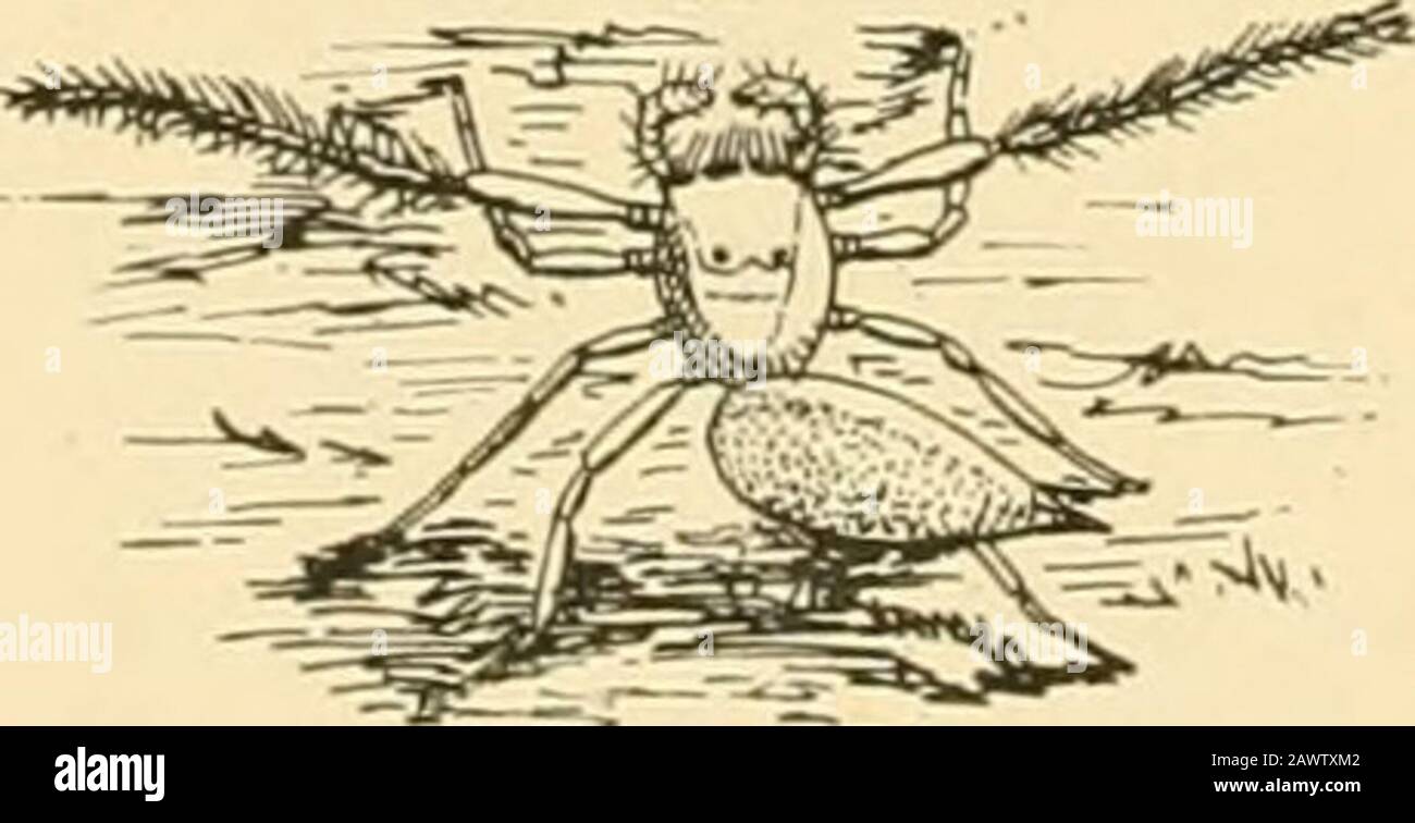 American spiders and their spinningworkA natural history of the ...