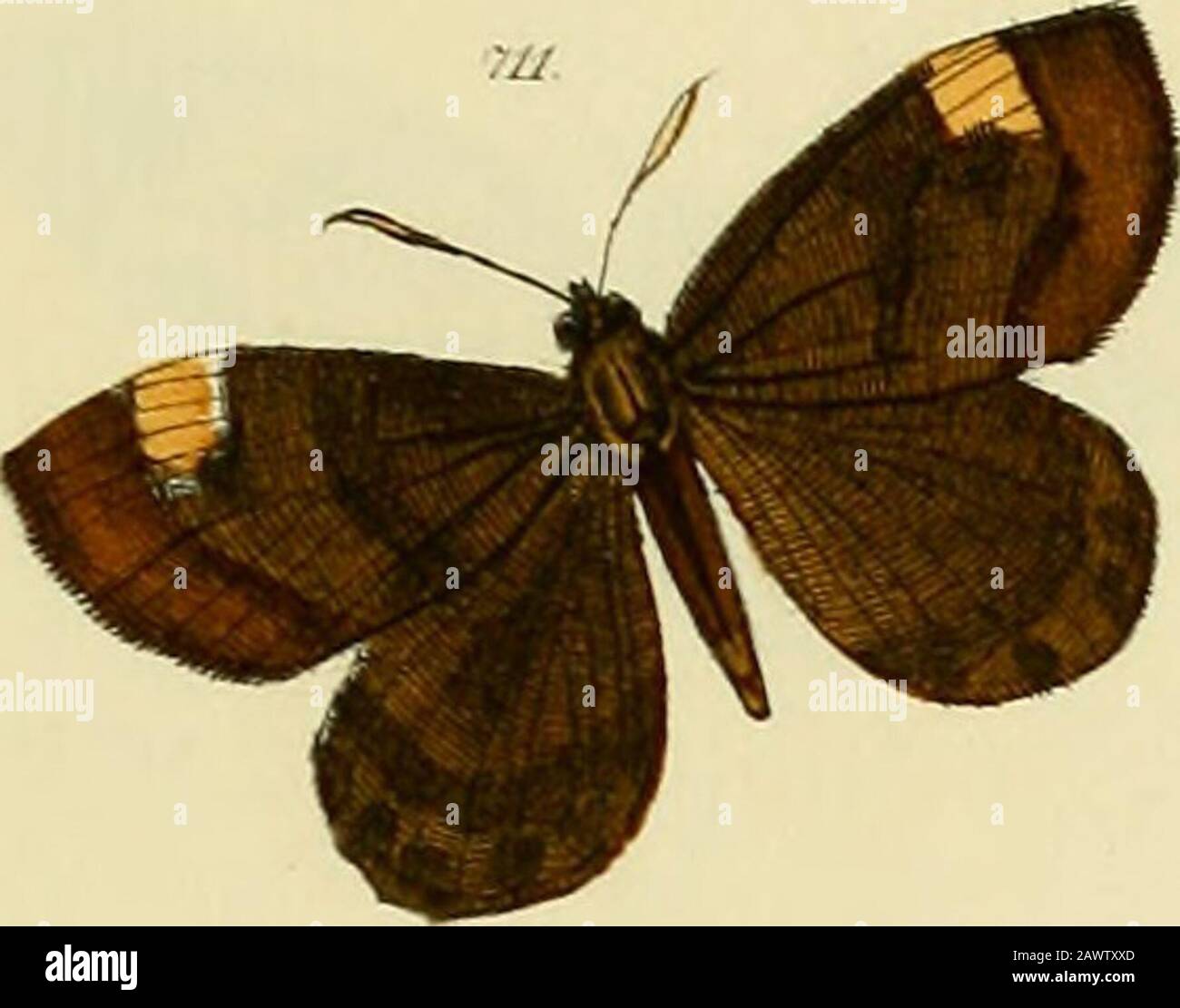 Lepia hi-res stock photography and images - Alamy