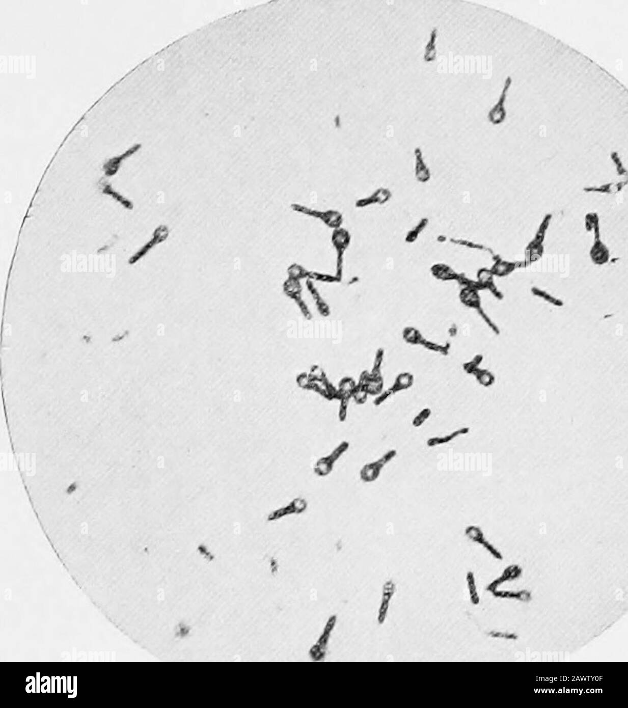 Bacillus Subtilis Microscope