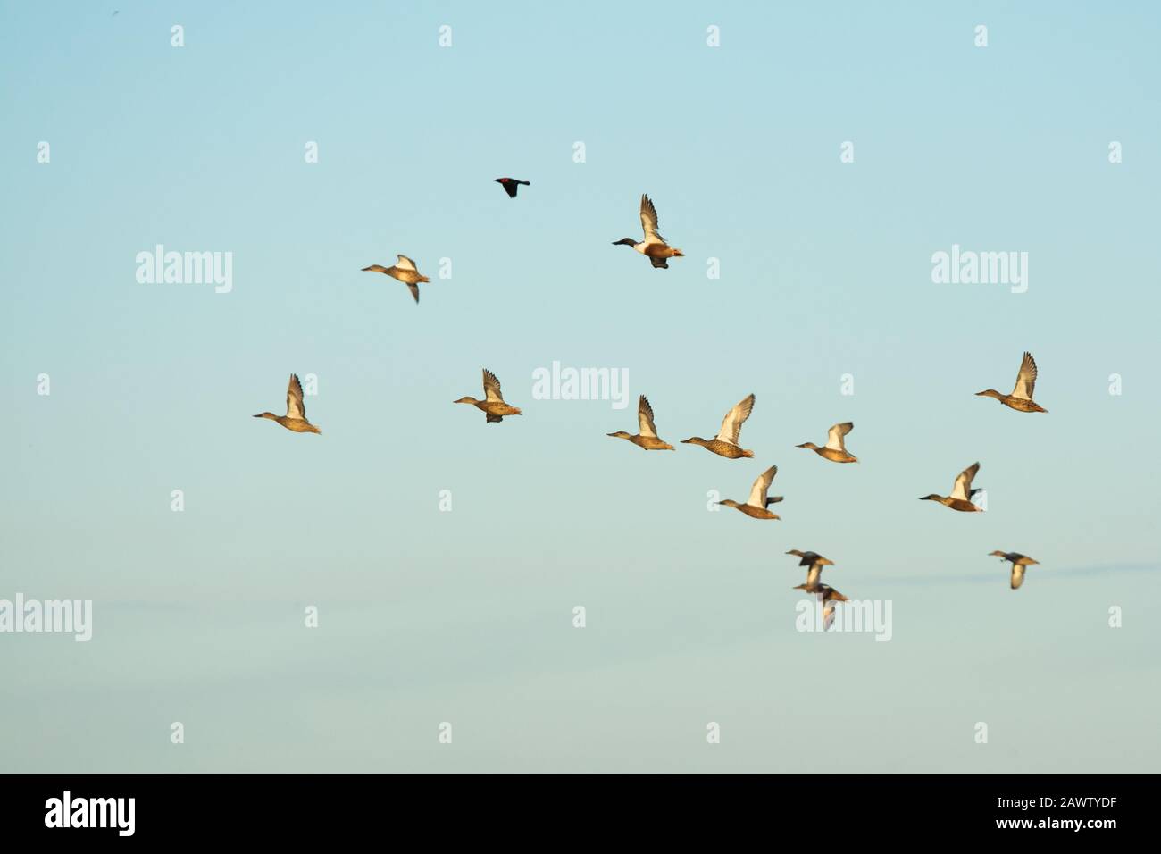 Movie Ducks Fly Together