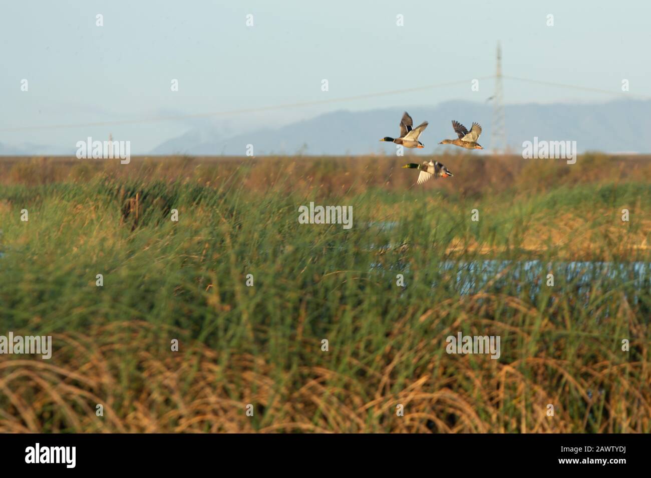 Mallard duck flock drakes male flying Stock Photo - Alamy