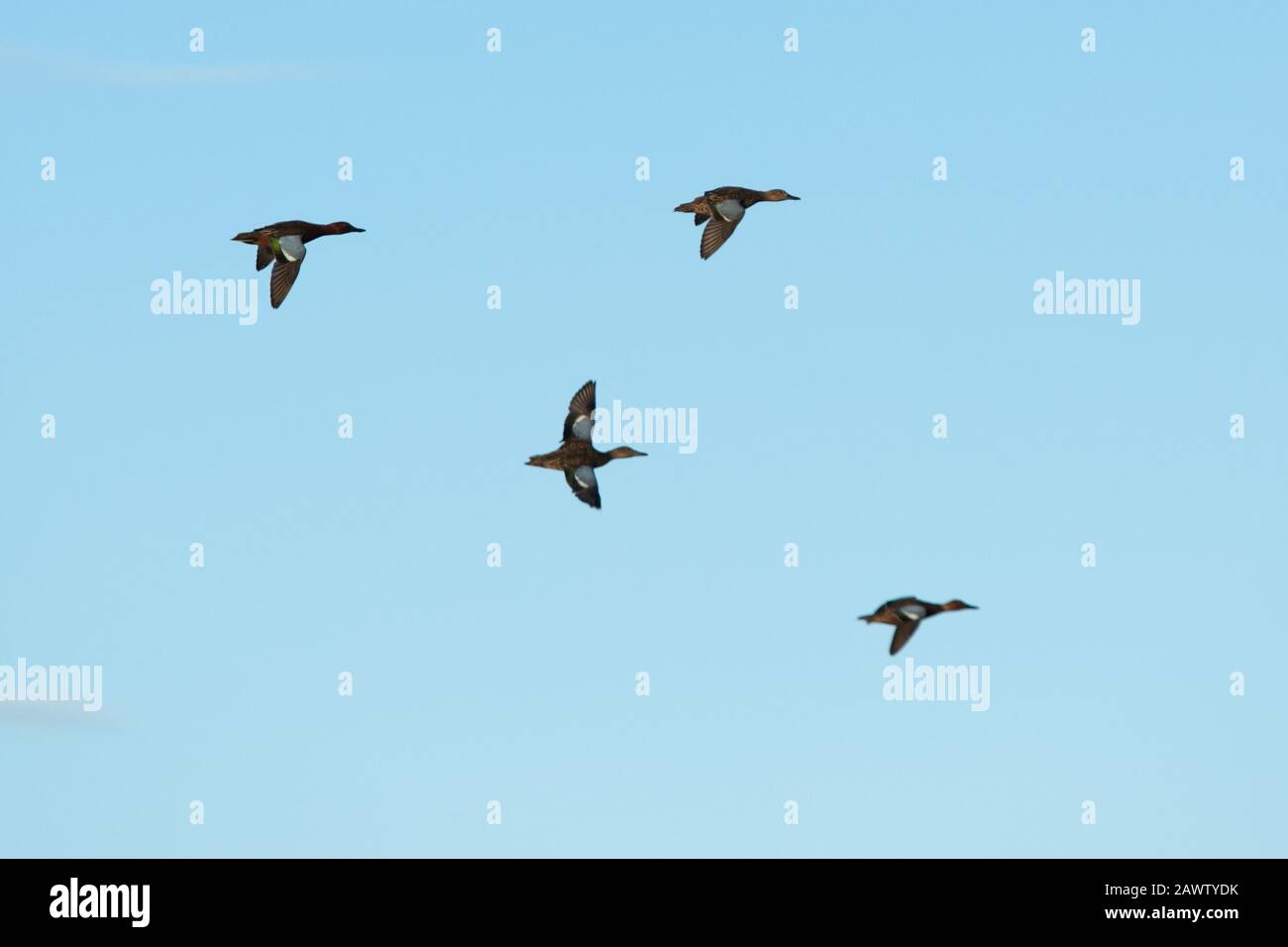 Ducks flying together hi-res stock photography and images - Alamy