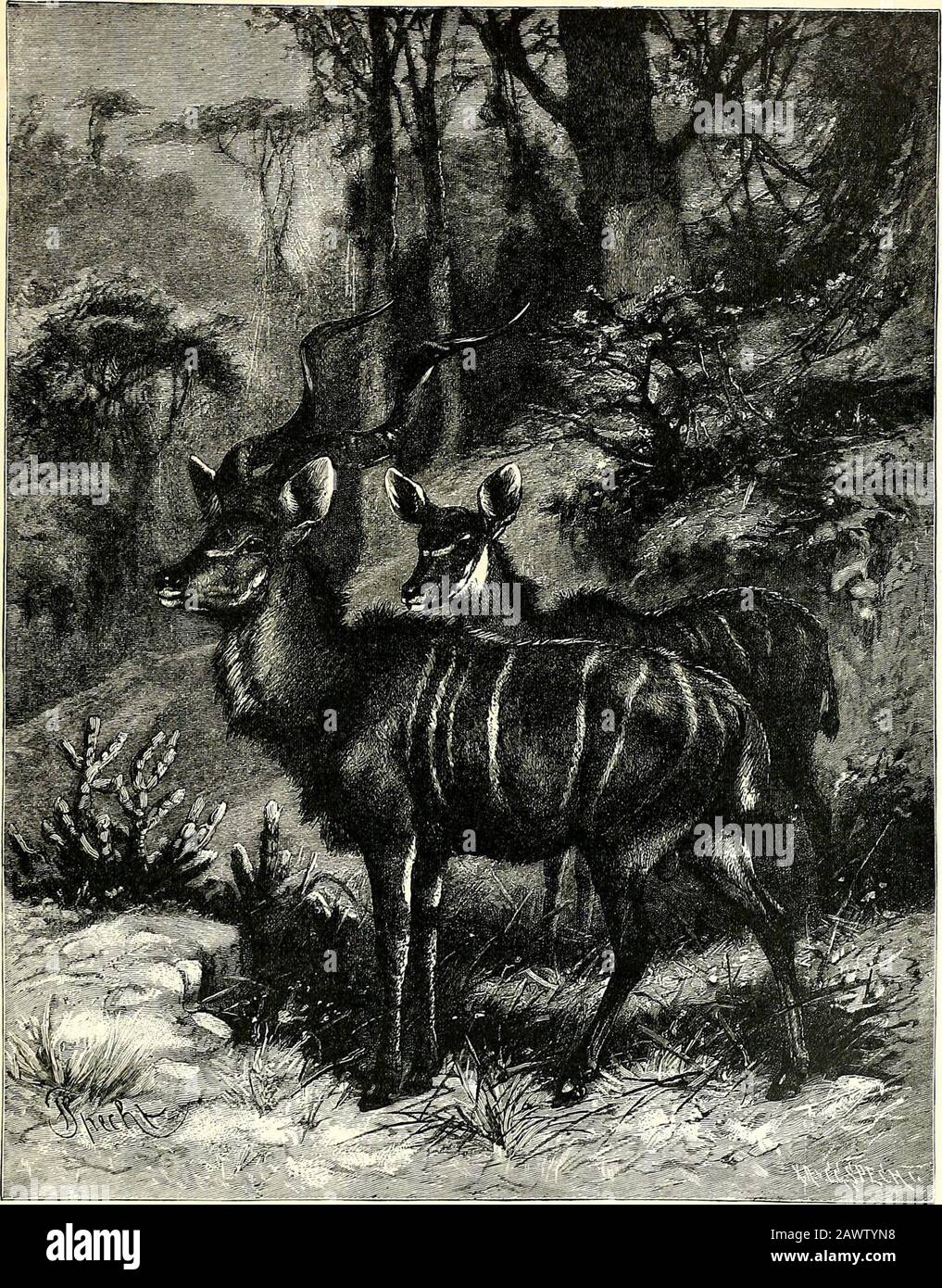 Straight pointed horns hi-res stock photography and images - Alamy