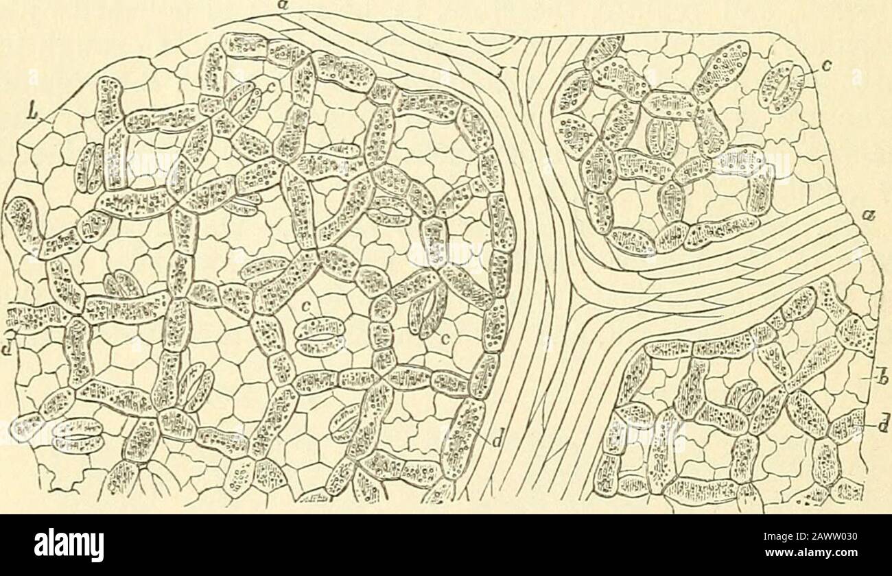 The microscope and its revelations . Cuticle of Leaf of Yxwca. Cuticle ...