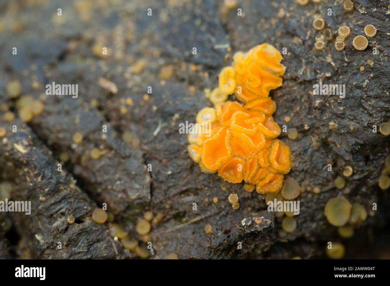 Dung-inhabiting disc fungi on wild moose dung (Thelebolus terrestris ...