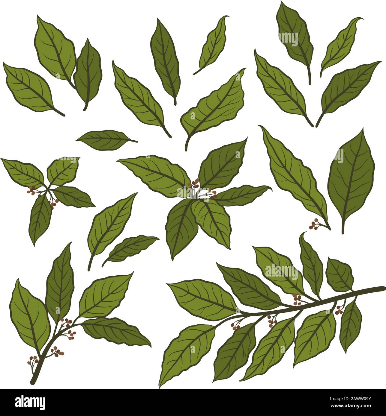 Bay leaf isolated Stock Vector Images - Alamy