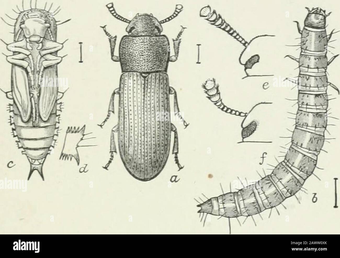 Tribolium hi-res stock photography and images - Alamy