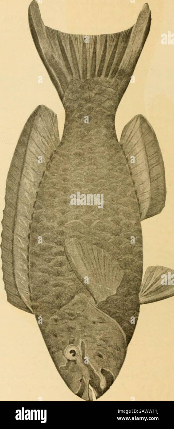 Hawaii azul hi-res stock photography and images - Alamy