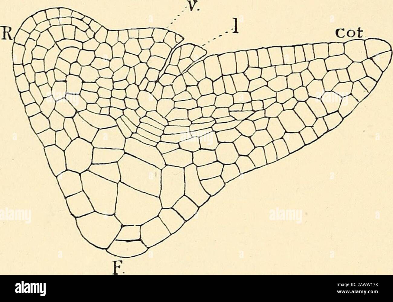 Well defined root structure hi-res stock photography and images - Alamy