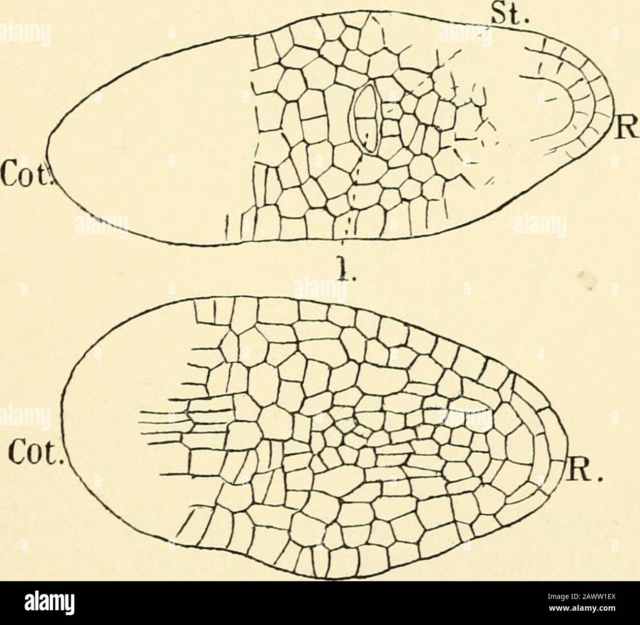 Medullosa Stem Aulacopteris Petioles And Rachis Seed