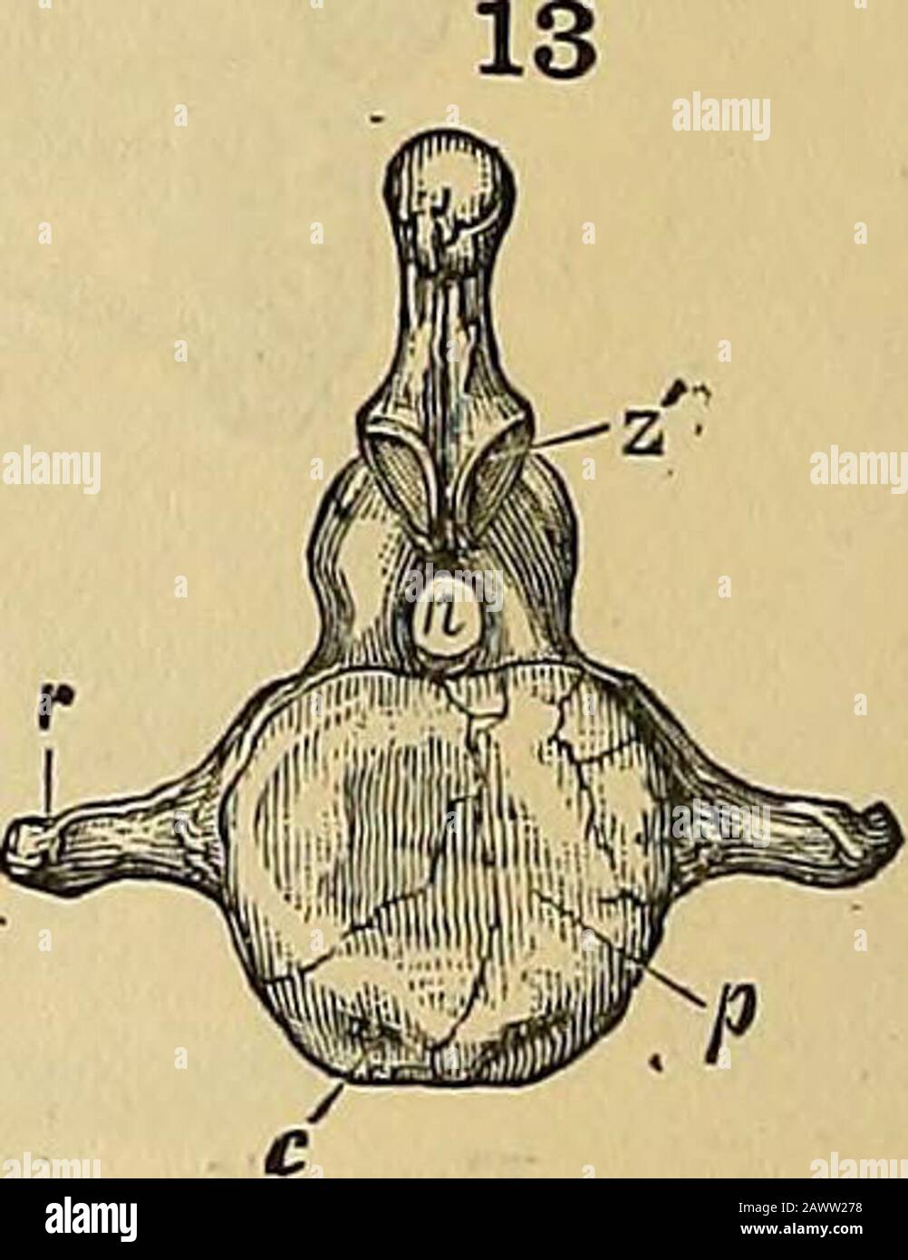 Geological magazine . Fig. 11.—Median caudal of same species, side view ...