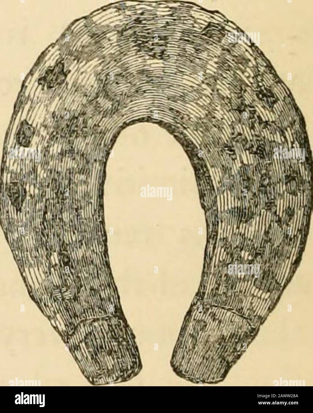 Horse-shoes and horse-shoeing : their origin, history, uses, and abuses ...