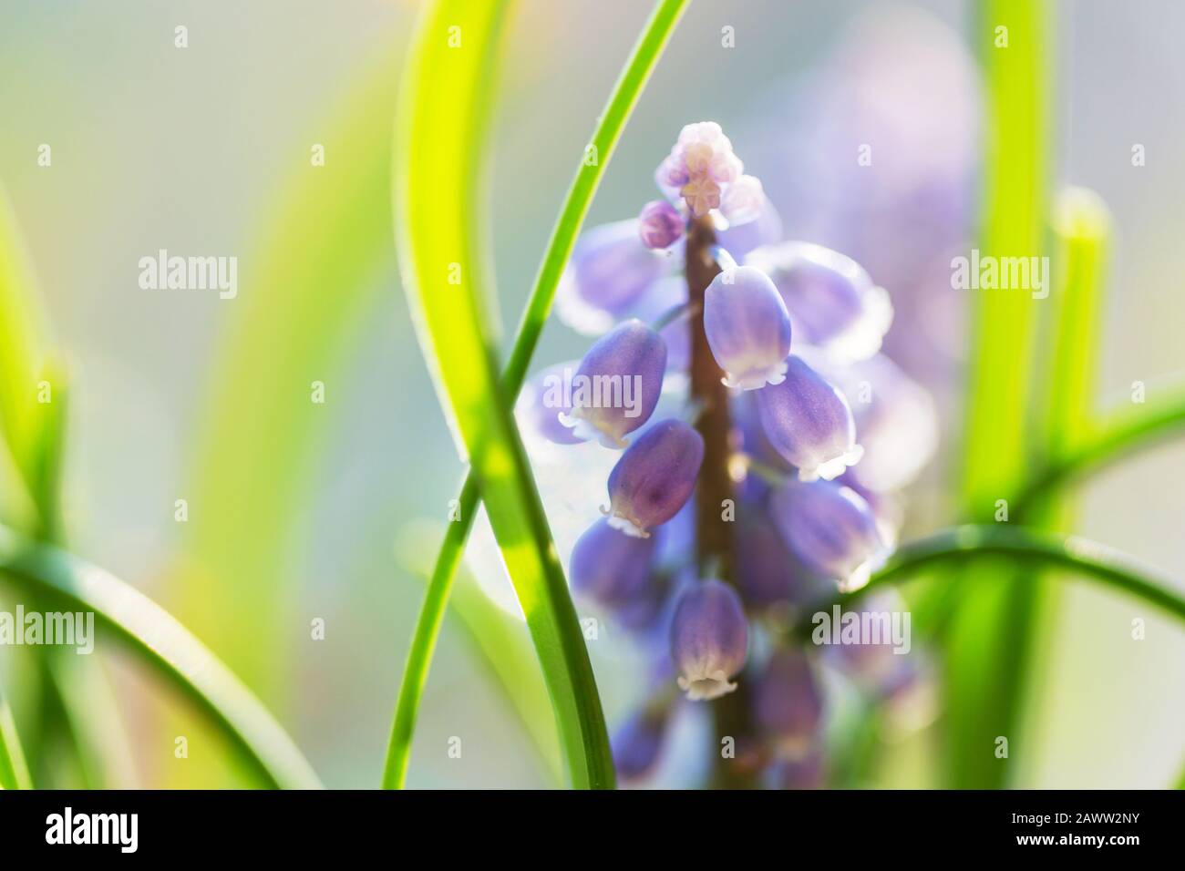 Beautiful spring flowers in the forest. Seasonal Natural background ...