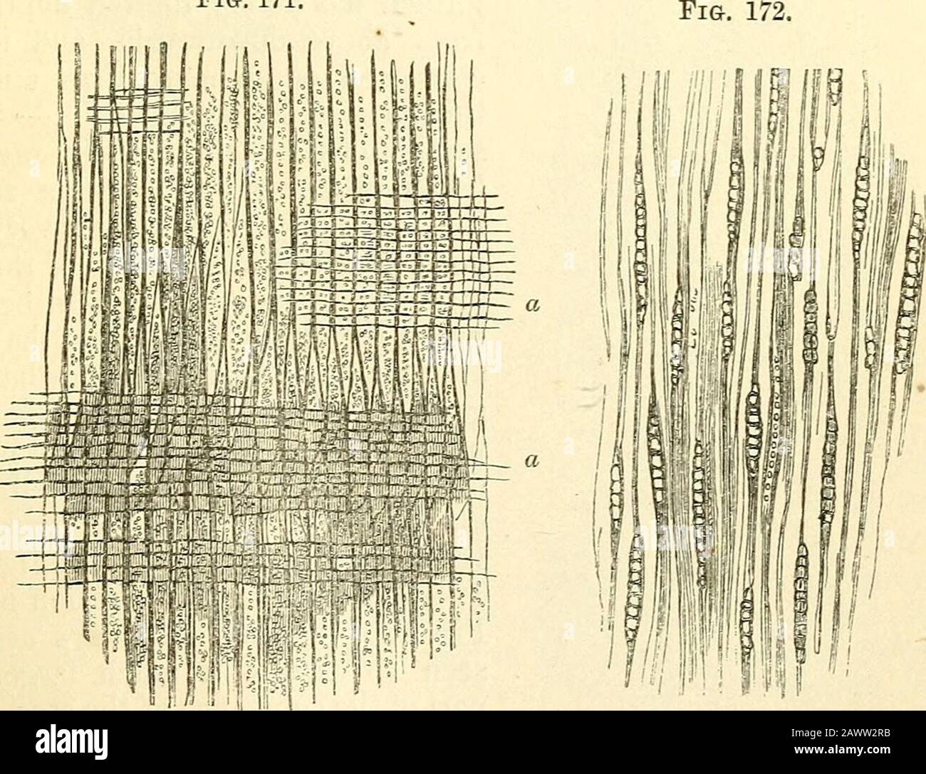 The microscope and its revelations . Portion of transverse section of ...