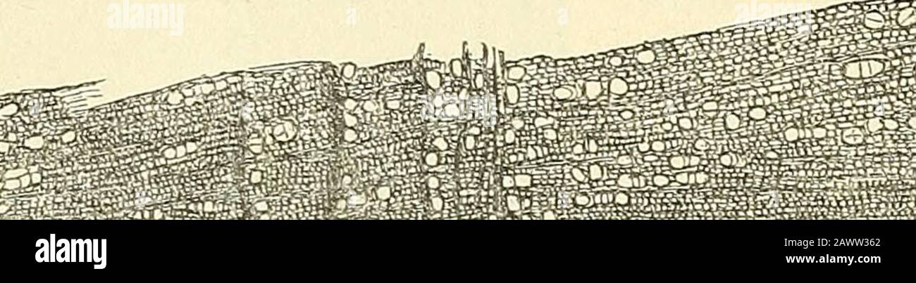 Stem tree microscope hi-res stock photography and images - Alamy