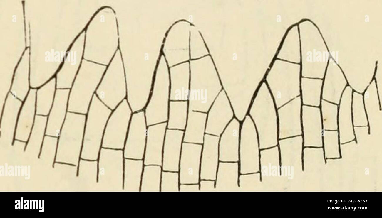 Internode differentiation hi-res stock photography and images - Alamy