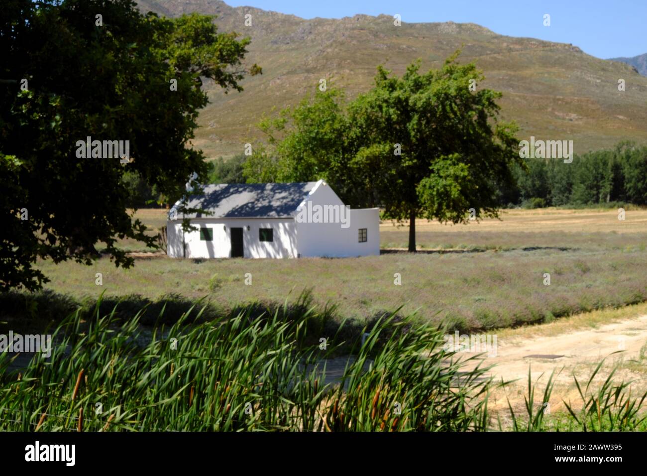 Cape Dutch farm house in Lavender field Stock Photo - Alamy