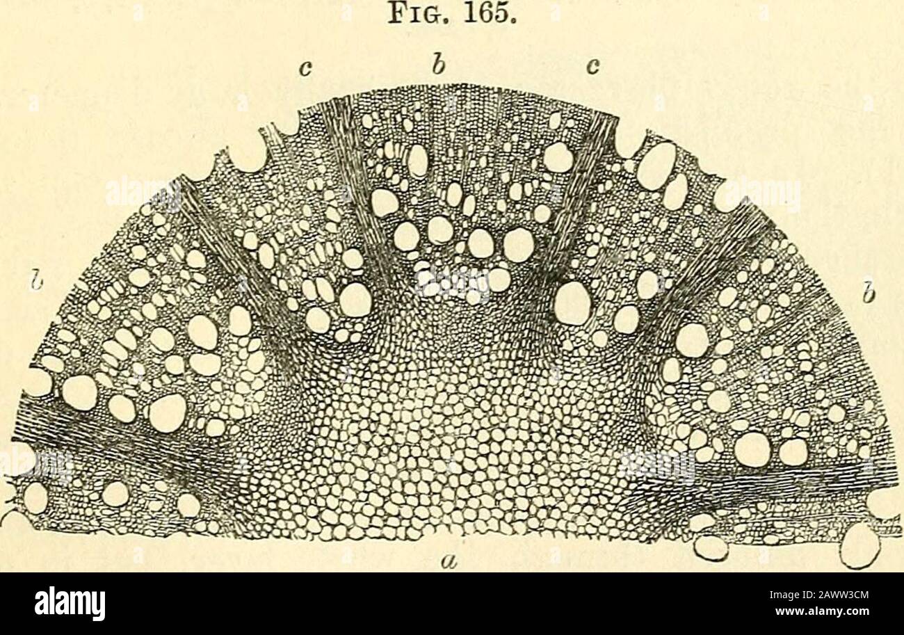 Phanerogamic plants hi-res stock photography and images - Alamy