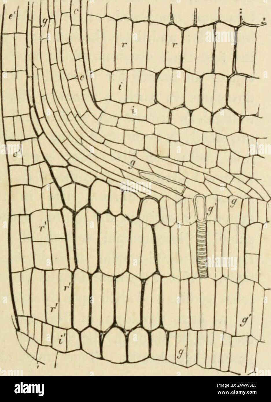 Text-book of botany, morphological and physiological . g layer of cells ...