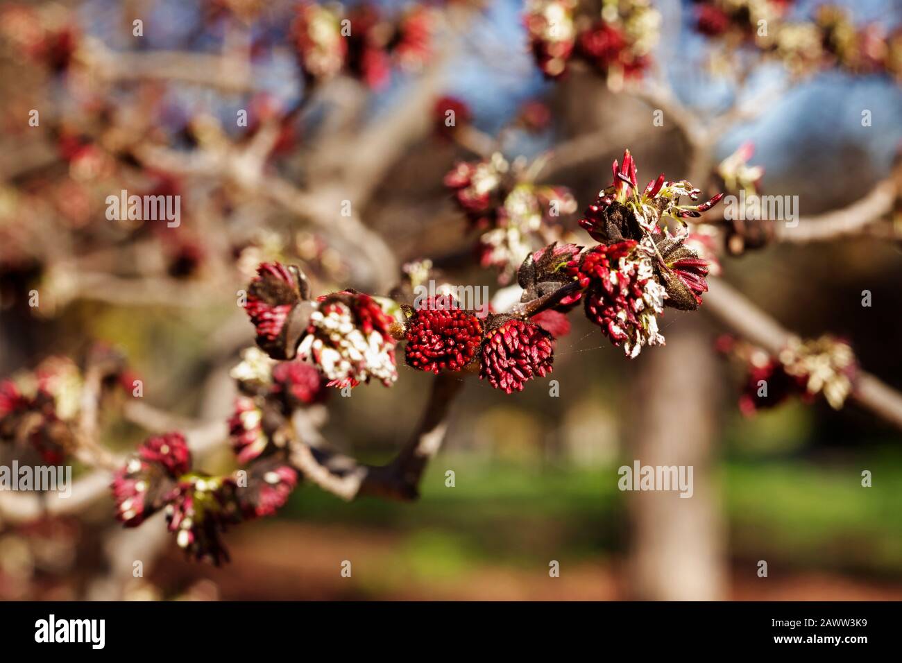 Bright red flowers of Persian ironwood -parrotia persica -in a bright ...