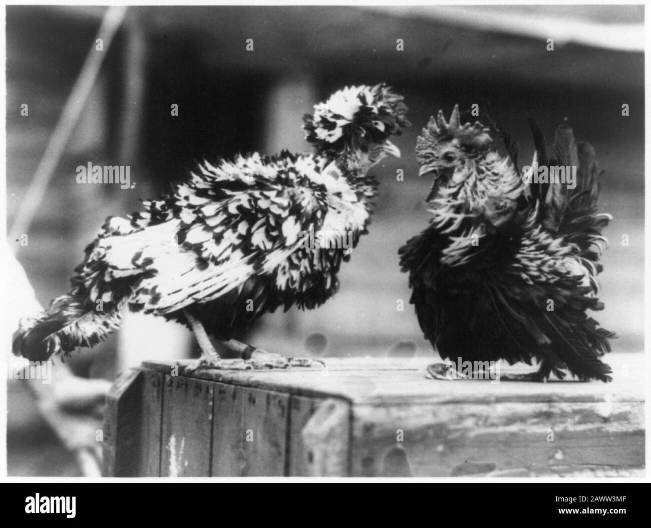 Foul! There's something wrong with this picture of a pair of freak fowl ...