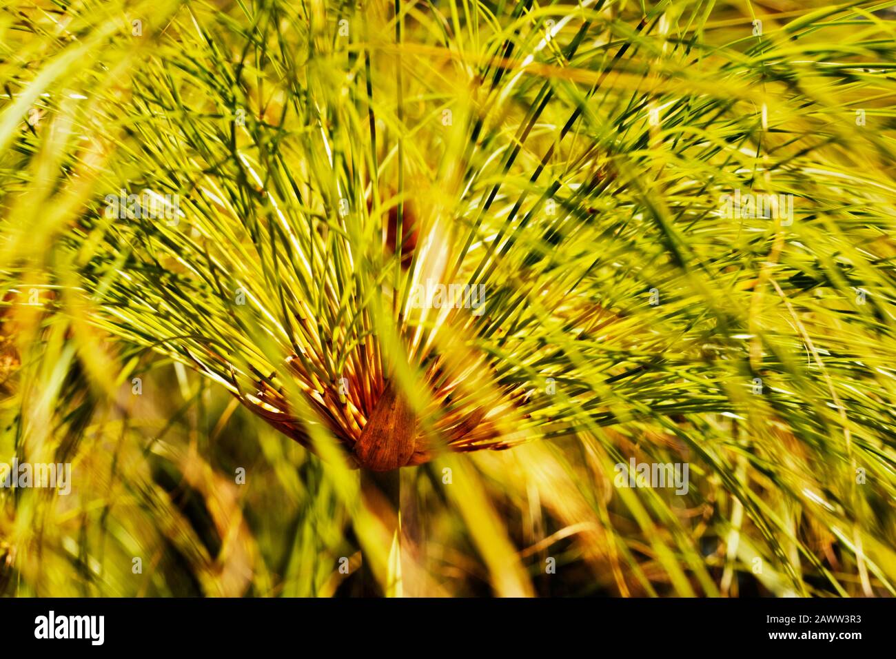 Impressive cluster of thin green stems of papyrus sedge -cyperus ...