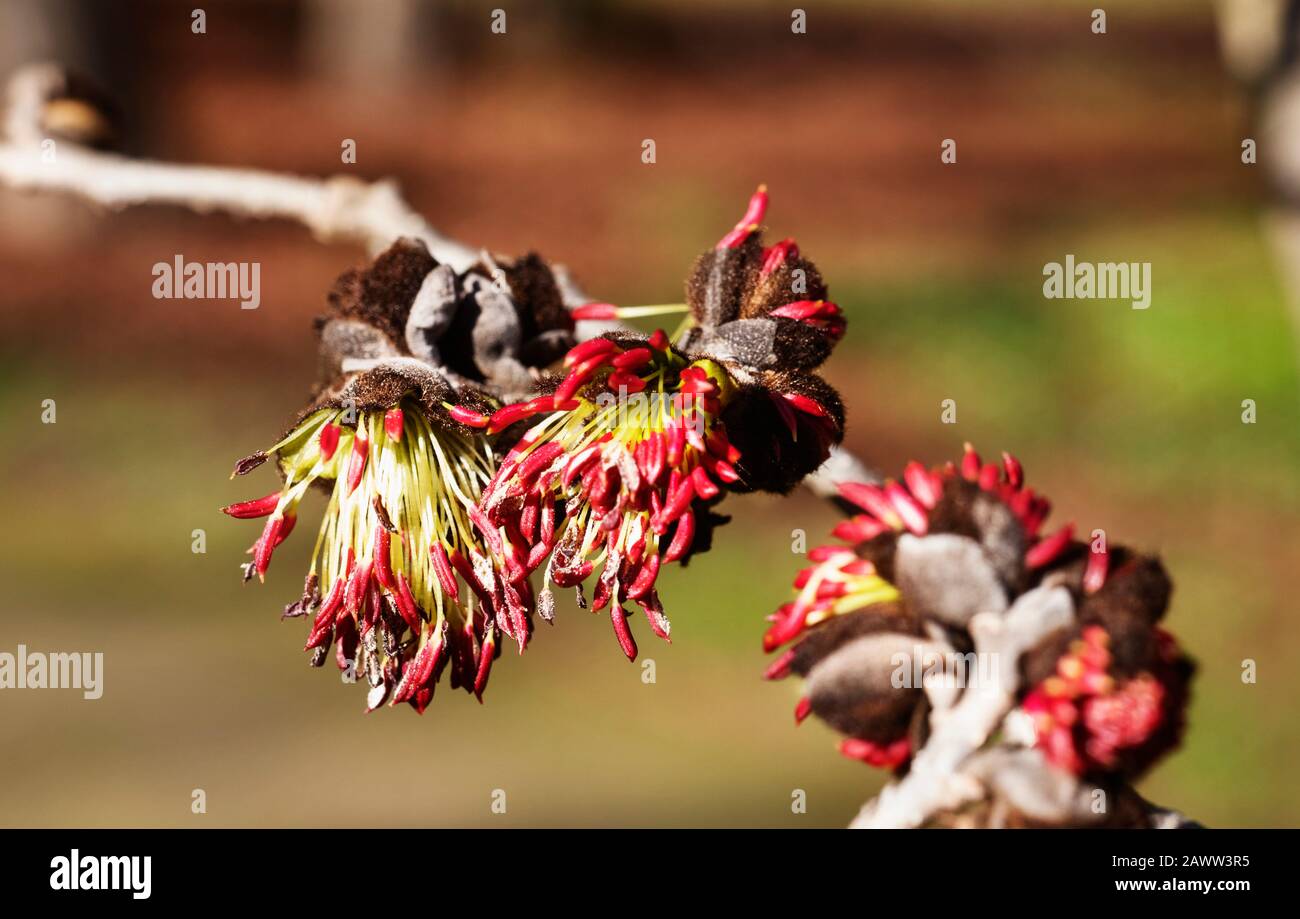 Ironwood tree flower hi-res stock photography and images - Alamy