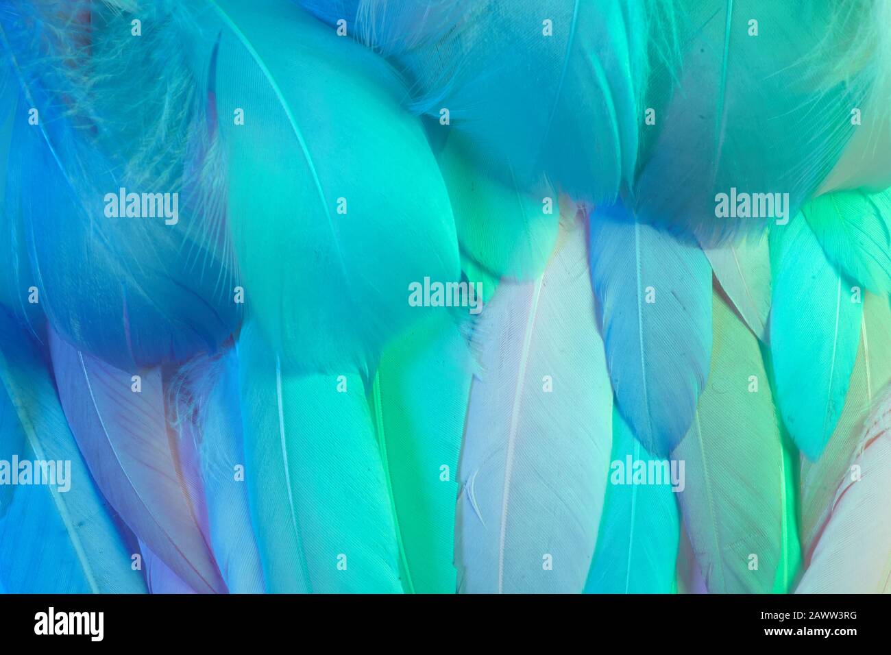 Neon glowing feathers of a bird background. Flat lay Stock Photo - Alamy