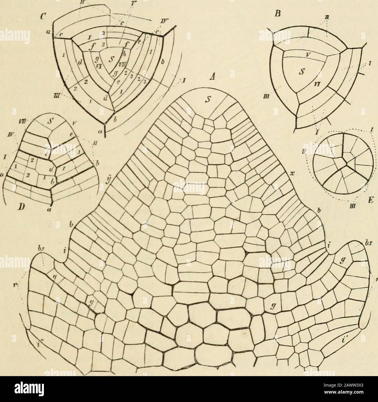 Basal leaf sheath hi-res stock photography and images - Alamy