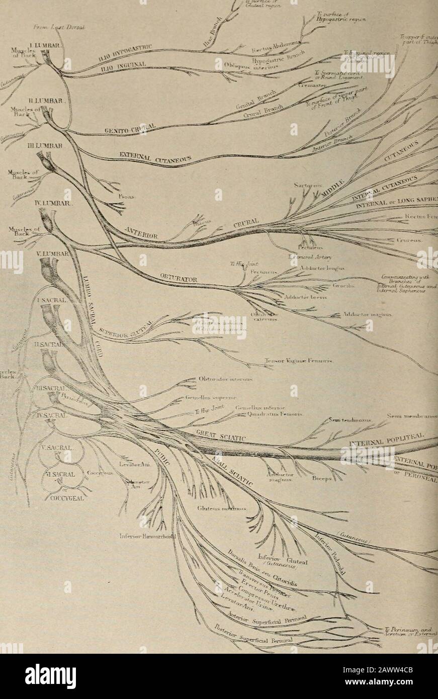 Anterior crural nerve hi-res stock photography and images - Alamy
