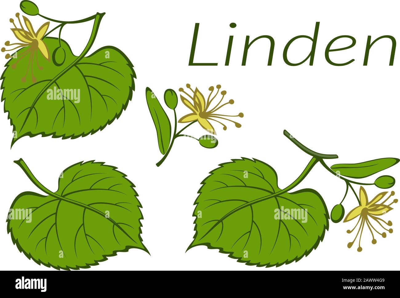 Lime flower green leaves Stock Vector Images - Alamy