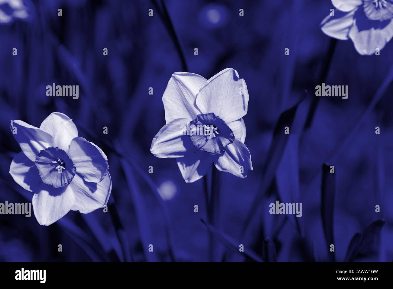 Beautiful narcissus flower close up hi-res stock photography and images ...