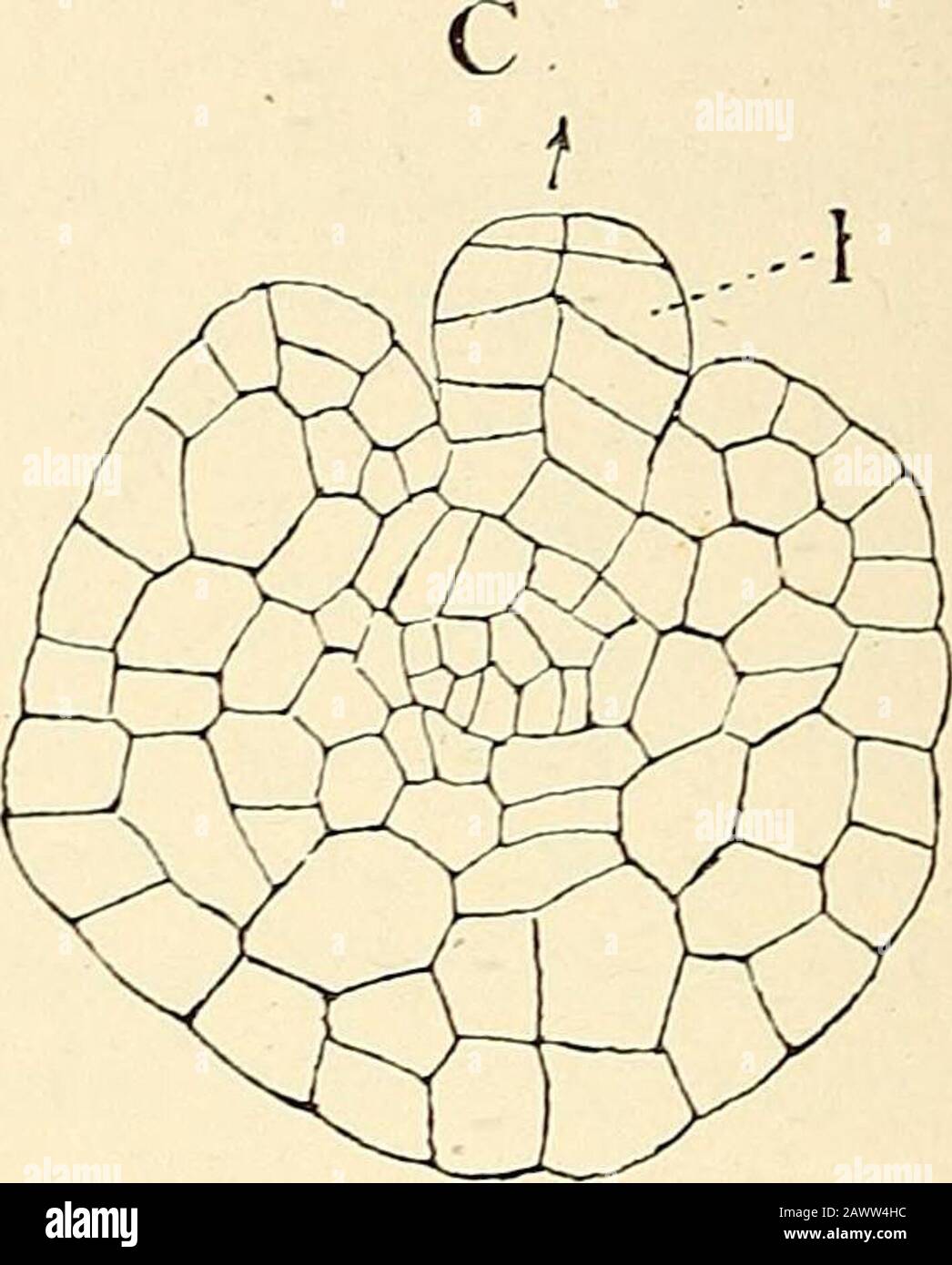 The structure & development of the mosses and ferns (Archegoniatae) . D ...