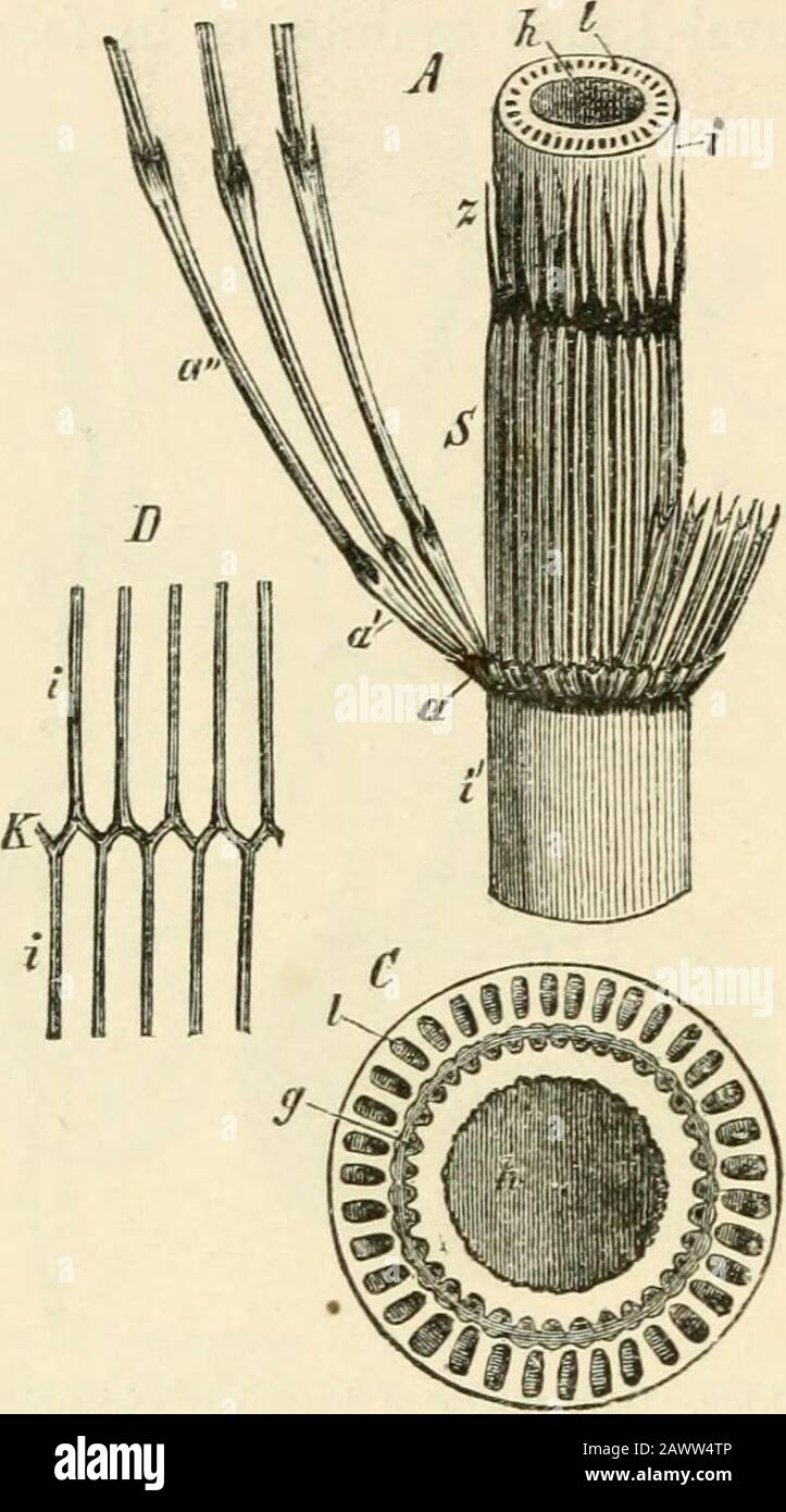 Sheath teeth hi-res stock photography and images - Alamy